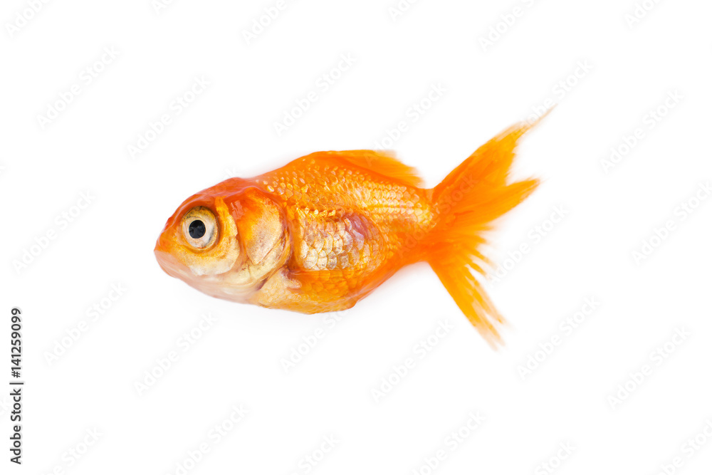 Goldfish with shadow on white background Stock Photo | Adobe Stock