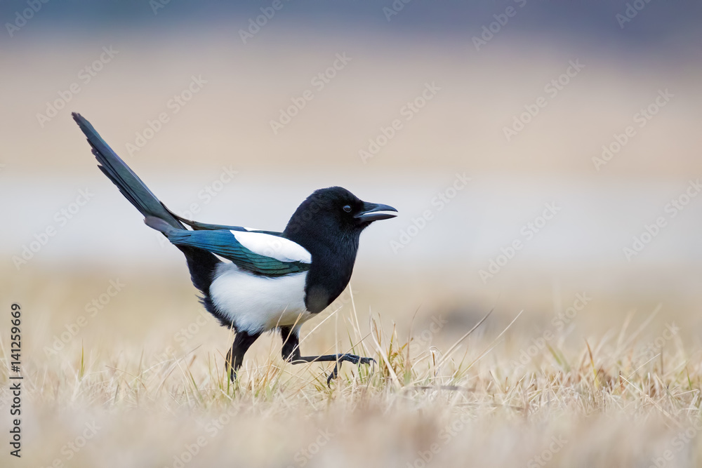 Stolze Elster foto de Stock | Adobe Stock