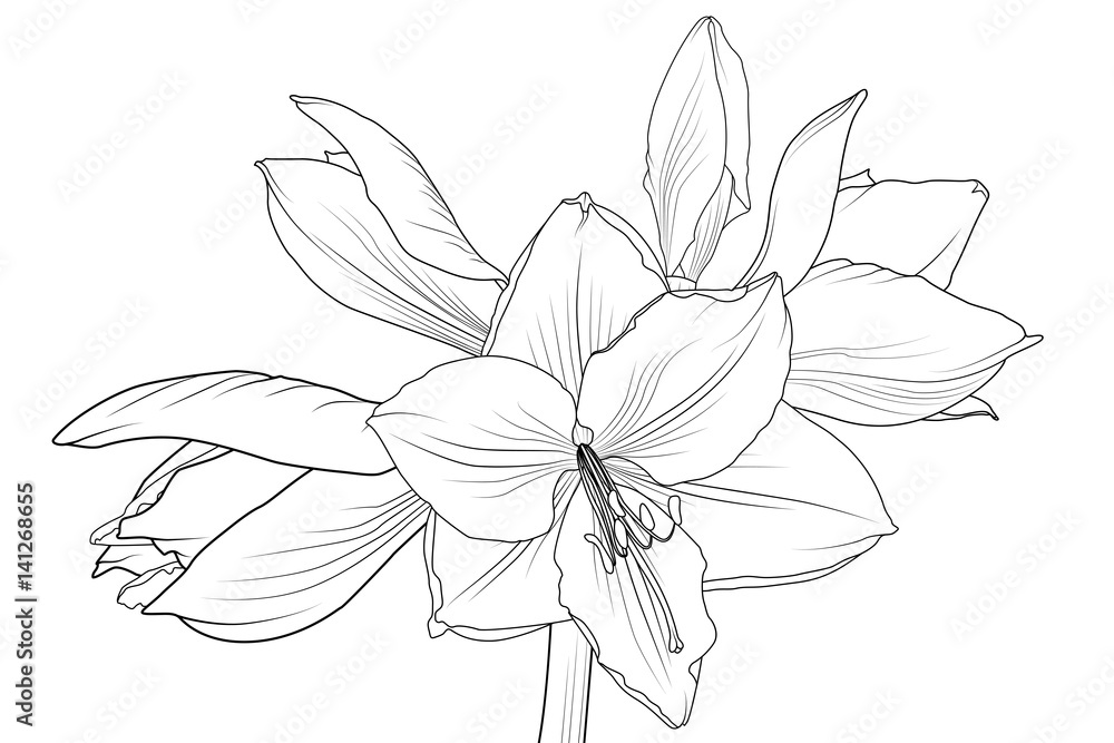 Flower Amaryllis Drawing | Best Flower Site