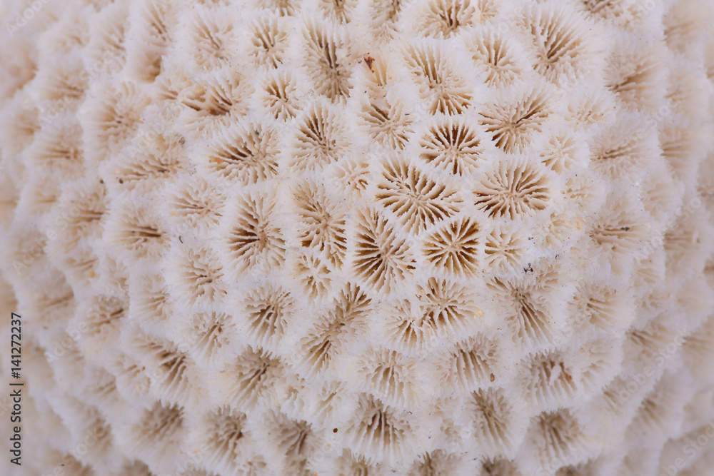 White coral, textured coral surface, macro Stock Photo | Adobe Stock