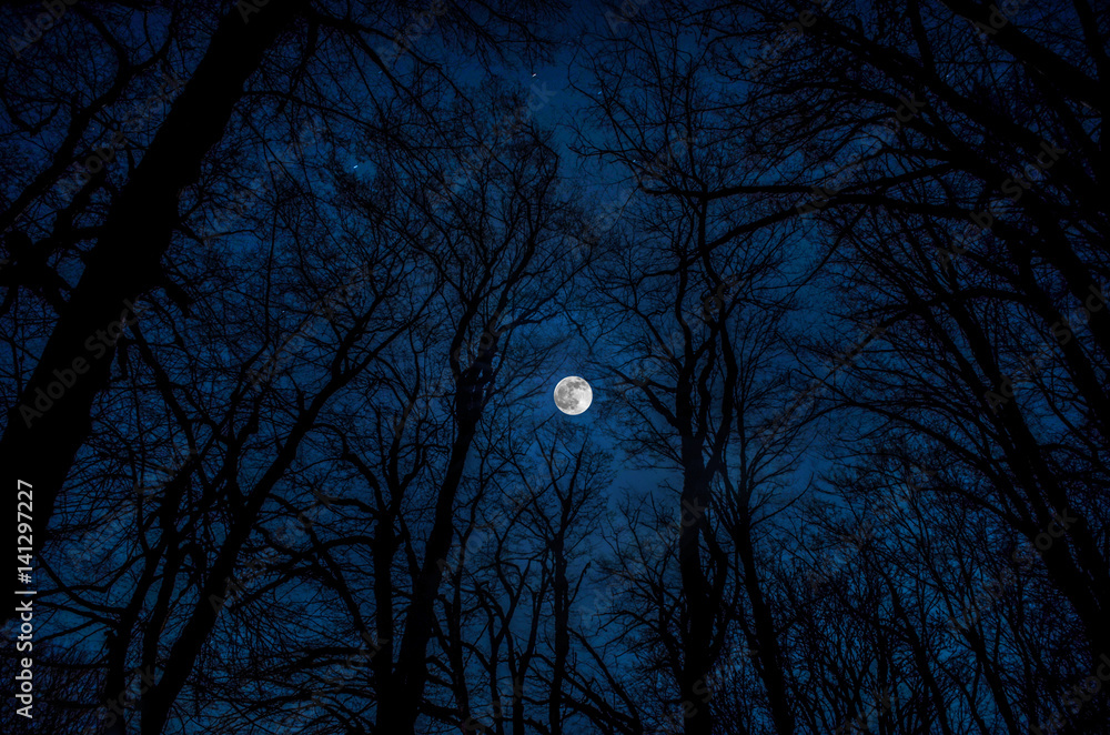Beautiful Night Forest