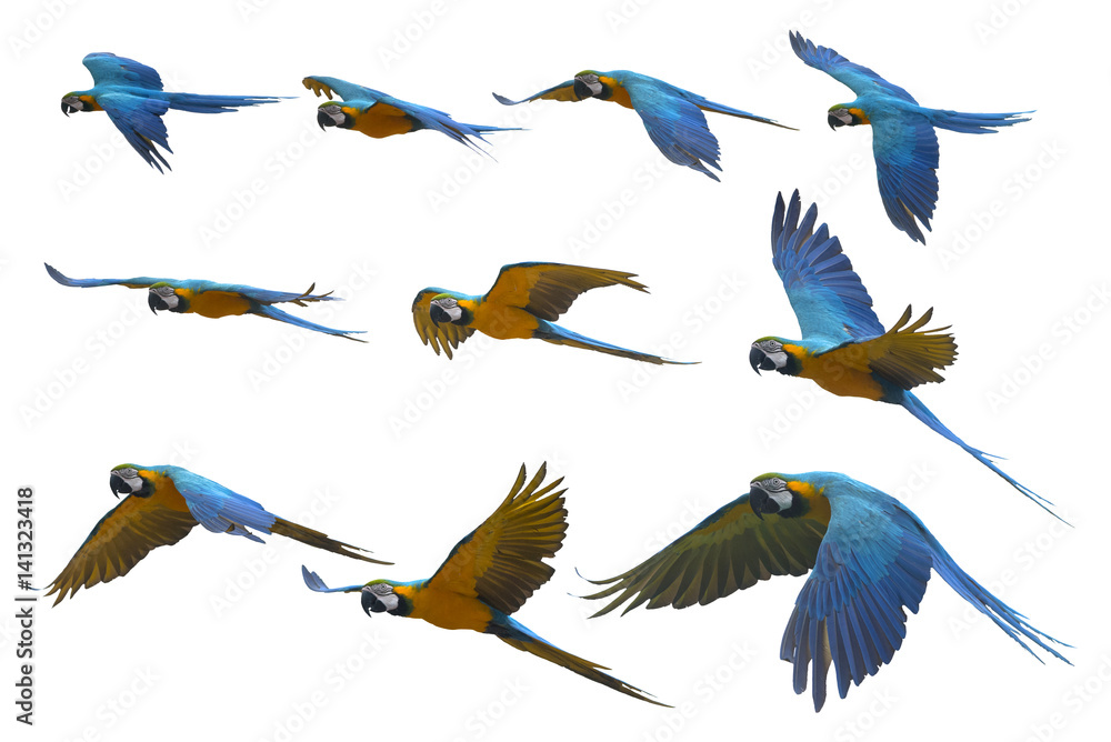 Set of macaw flying , Beautiful blue and gold macaw isolated on white ...