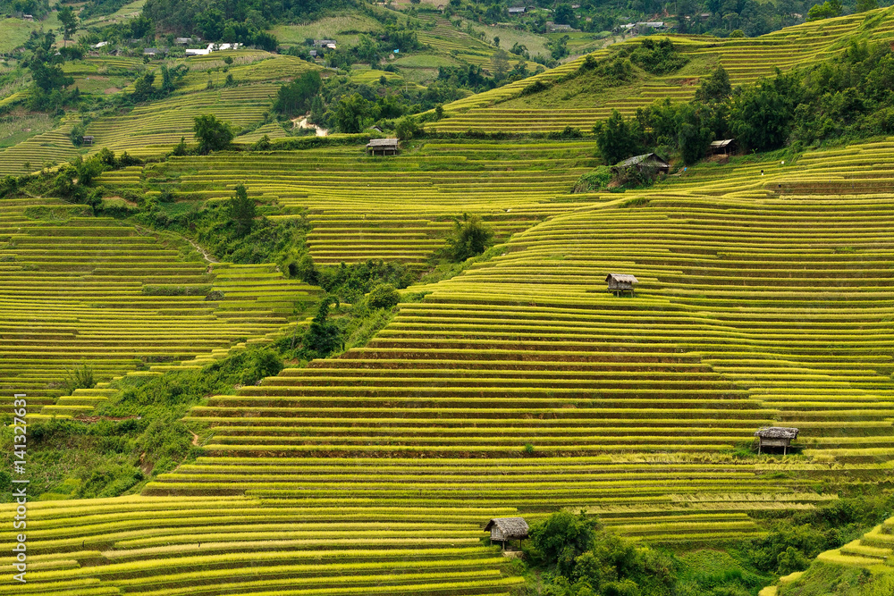 Terraced rice fields in Vietnam Stock Photo | Adobe Stock