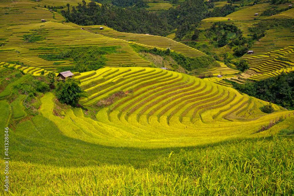 Terraced rice fields in Vietnam Stock Photo | Adobe Stock