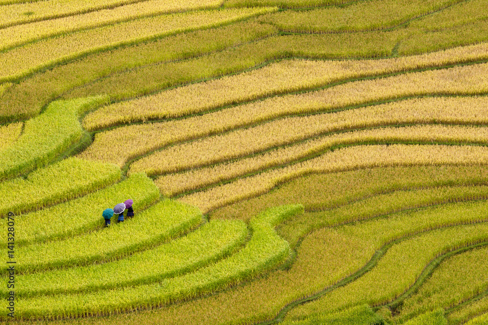 Terraced rice fields in Vietnam Stock Photo | Adobe Stock