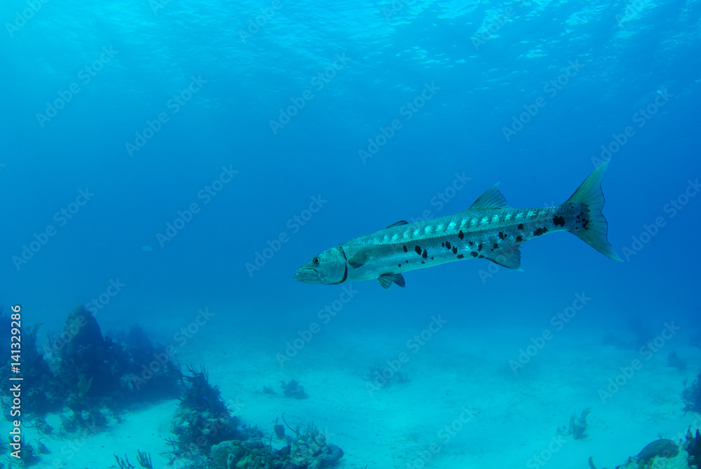 Lone barracuda in shallow blue water over patchy reef Stock Photo ...