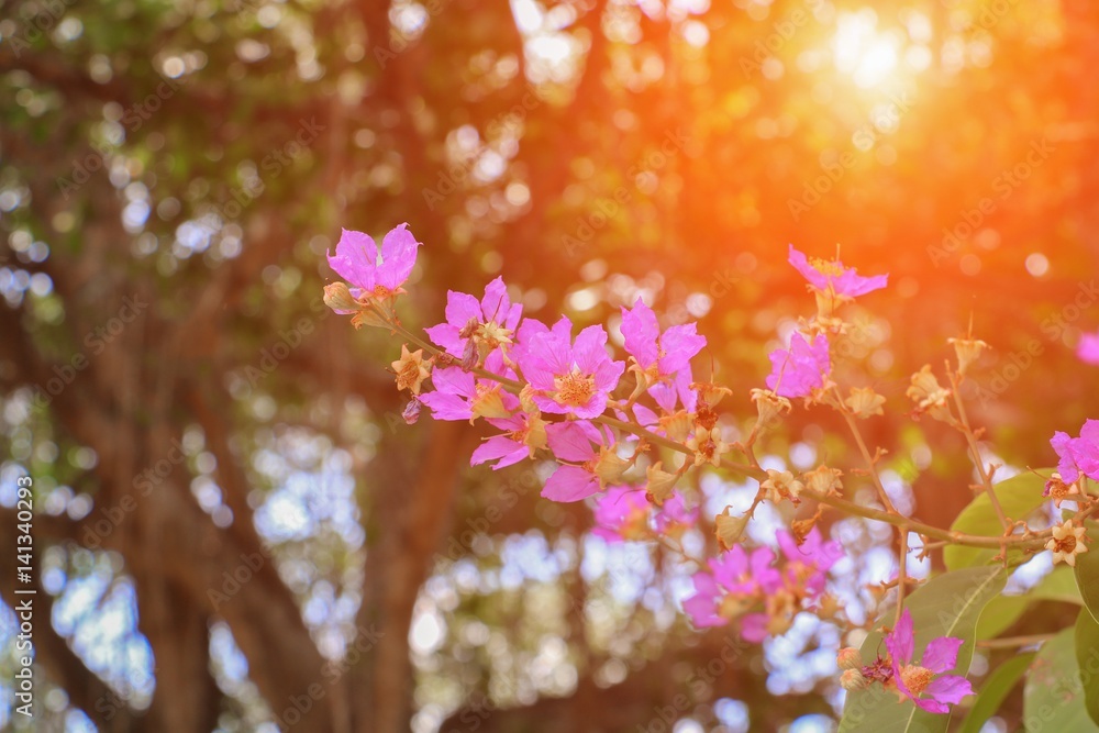 Pink crape myrtle Lagerstroemia speciosa or jarul flower with sunset ...
