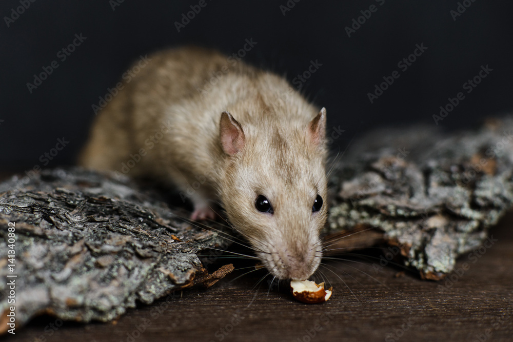 Grey fancy rat trying to reach for nut Stock-Foto | Adobe Stock