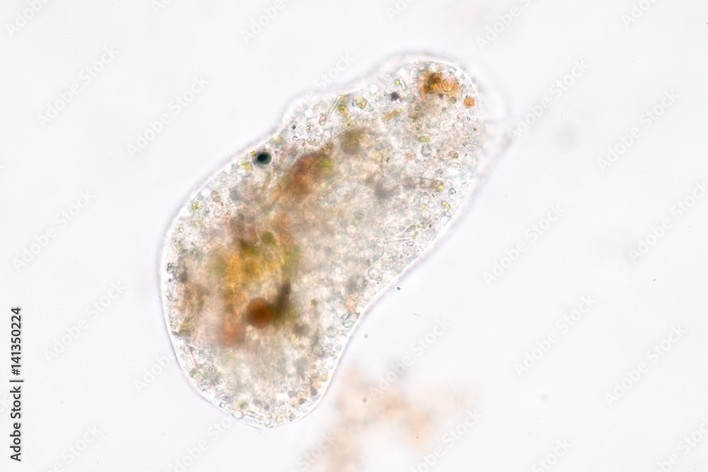 Poster Amoebae move and feed by using pseudopods, which are bulges of ...