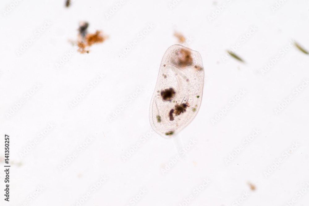 Class Ostracoda