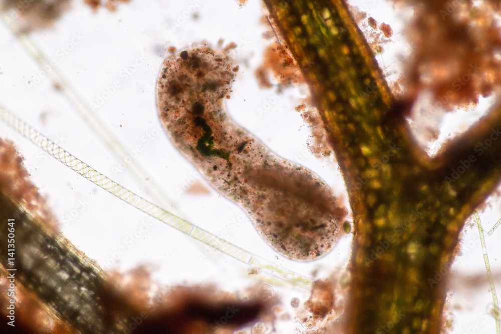 Amoebae move and feed by using pseudopods, which are bulges of ...