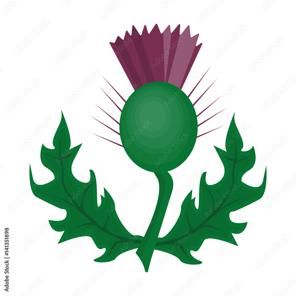 Thistles with green leaves.Medicinal plant of Scotland.Scotland single ...