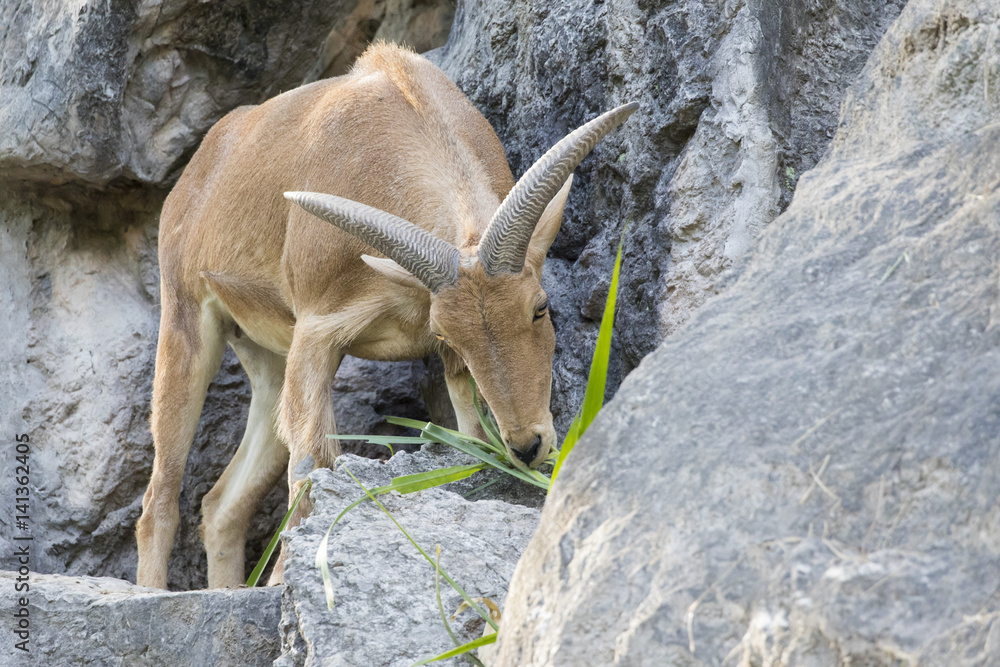 Image of a mountain goats standing on a rock and eating grass. Wild ...
