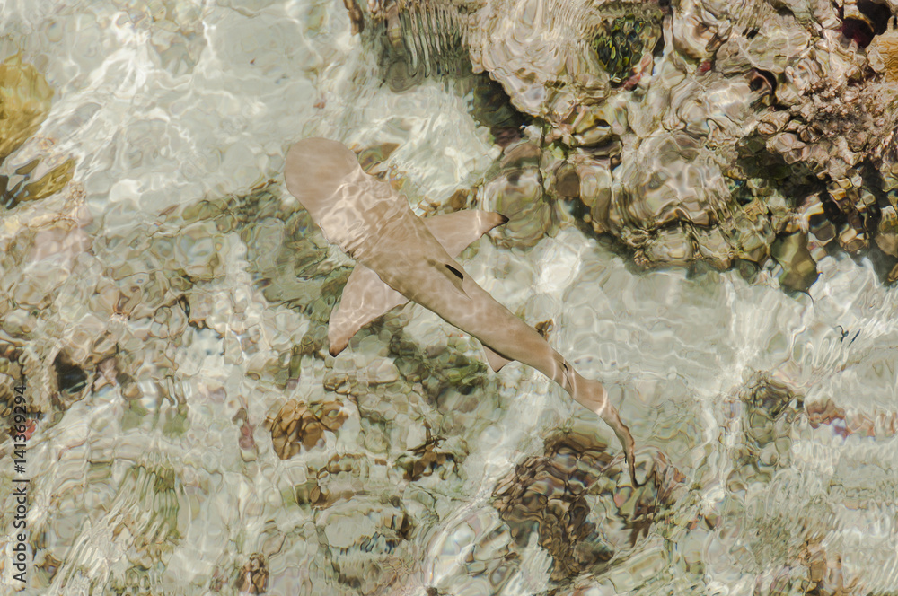 Malediven, Hai, Haifisch, Schwarzspitzen-Riffhai, Ari-Atoll, Indischer ...