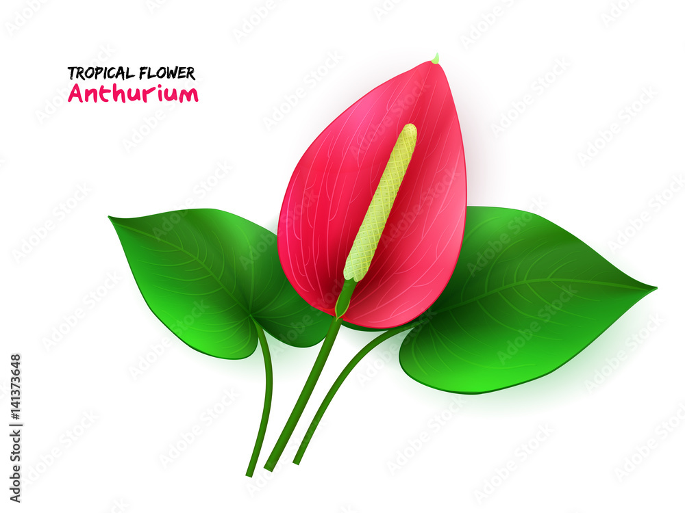 vector illustration of isolated realistic tropical blooming anthurium ...