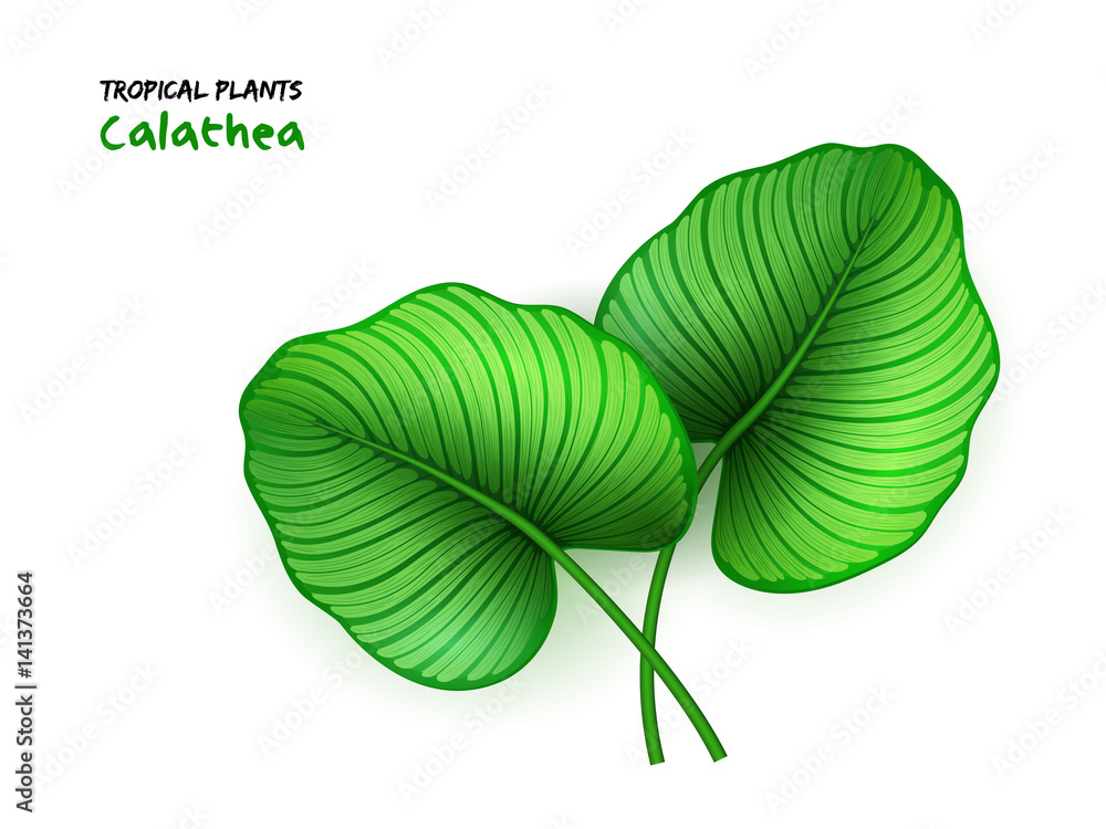 vector illustration of isolated realistic calathea leaves Stock Vector ...