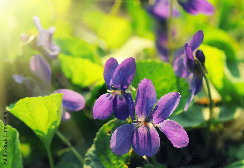 Beautiful wild purple violet flowers on spring meadow Stock Photo ...