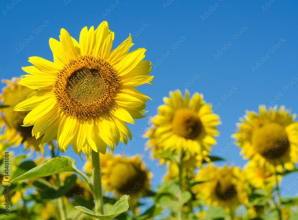 The charming landscape of sunflower against the sky Stock Photo | Adobe ...