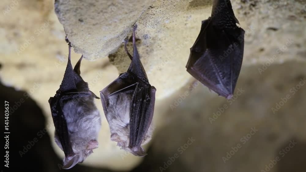 Lesser horseshoe bats (Rhinolophus hipposideros). Trio of rare bats ...