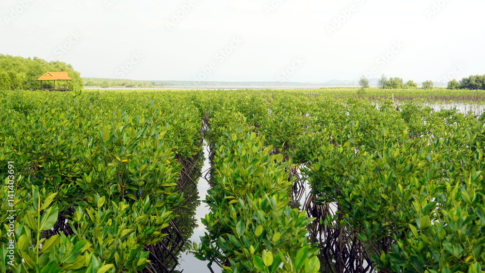 Mangrove forest in tropical coastal. Mangroves are salt tolerant trees ...