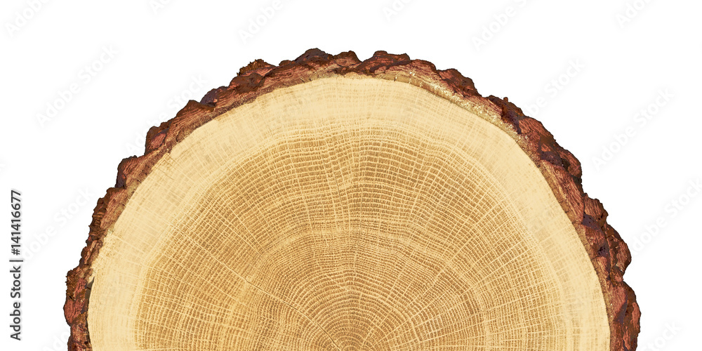 smooth cross section brown tree stump slice with age rings cut fresh ...