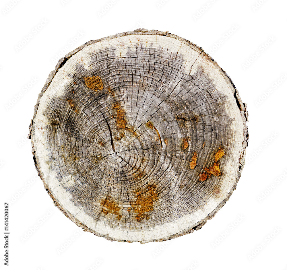 Wooden stump isolated on the white background. Round cut down tree with ...