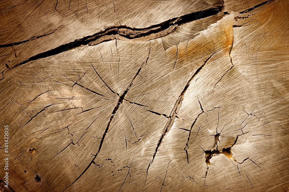 wood background with grain texture cracks and rings. Large cut tree ...