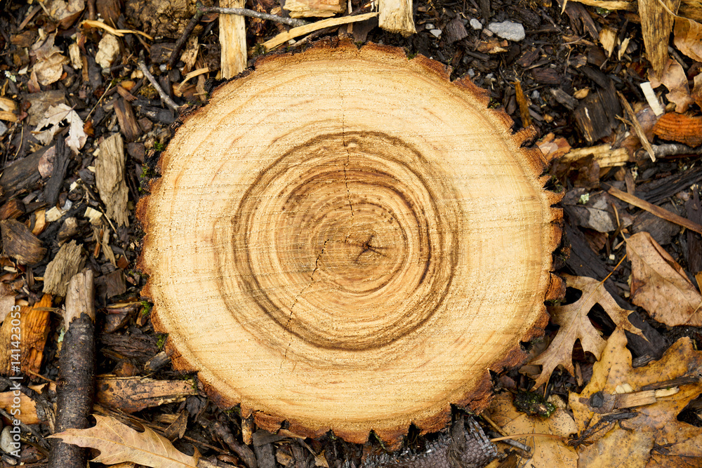Large round piece of wood from a cut down tree in the forest. Annual ...