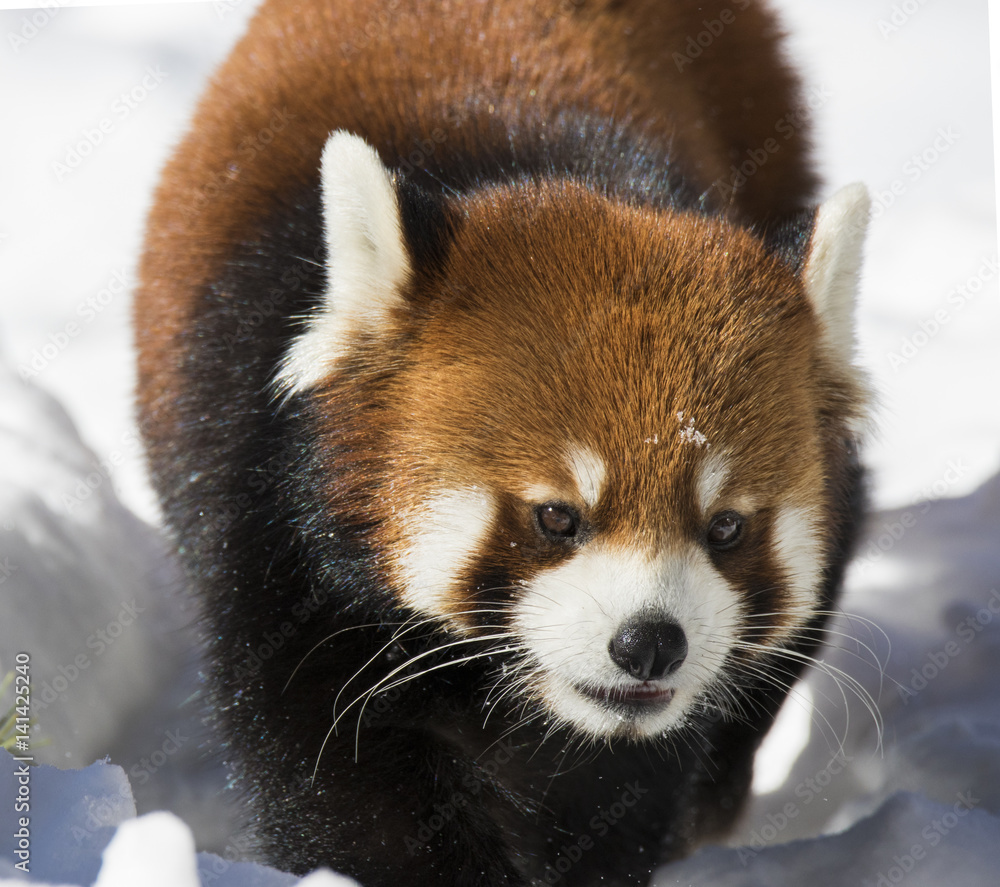 Red panda (Ailurus fulgens), also called the lesser panda, the red bear ...