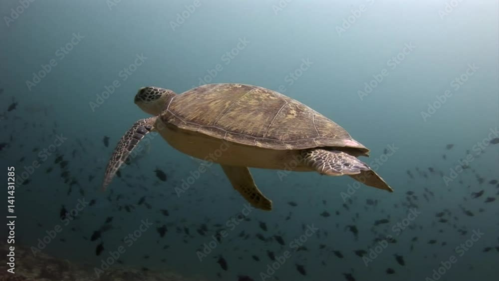 Sea tortoise turtle on background colorful corals underwater in sea of ...