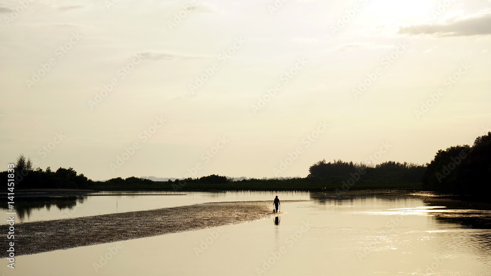 Beach and mangrove forest in tropical coastal. Mangroves are salt ...