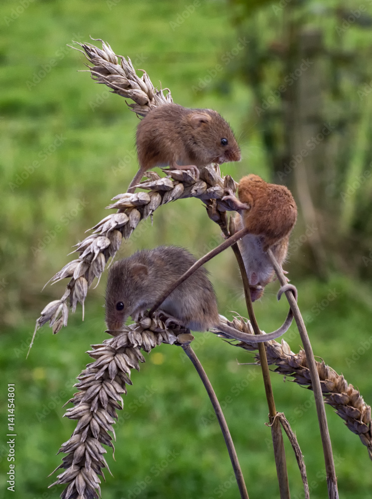 A group of three wild harvest mice feeding on ears of corn set in a ...
