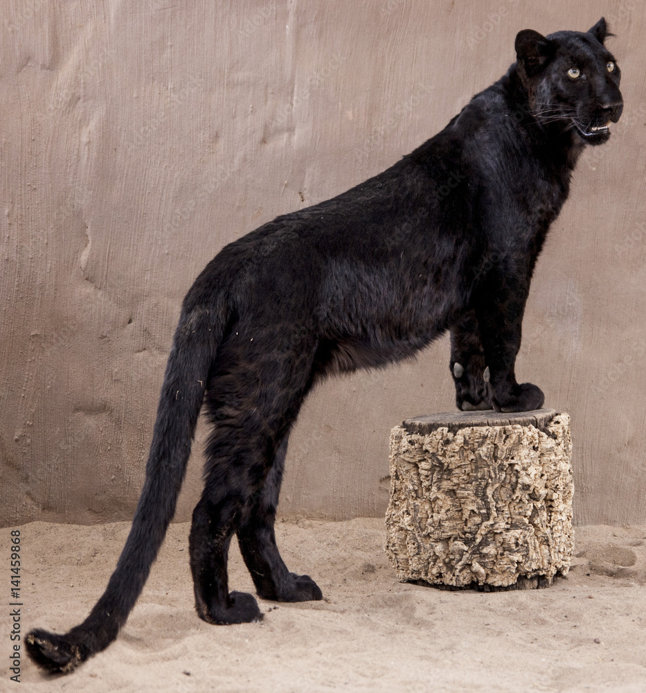 Leopard cub - cuteness Stock Photo | Adobe Stock