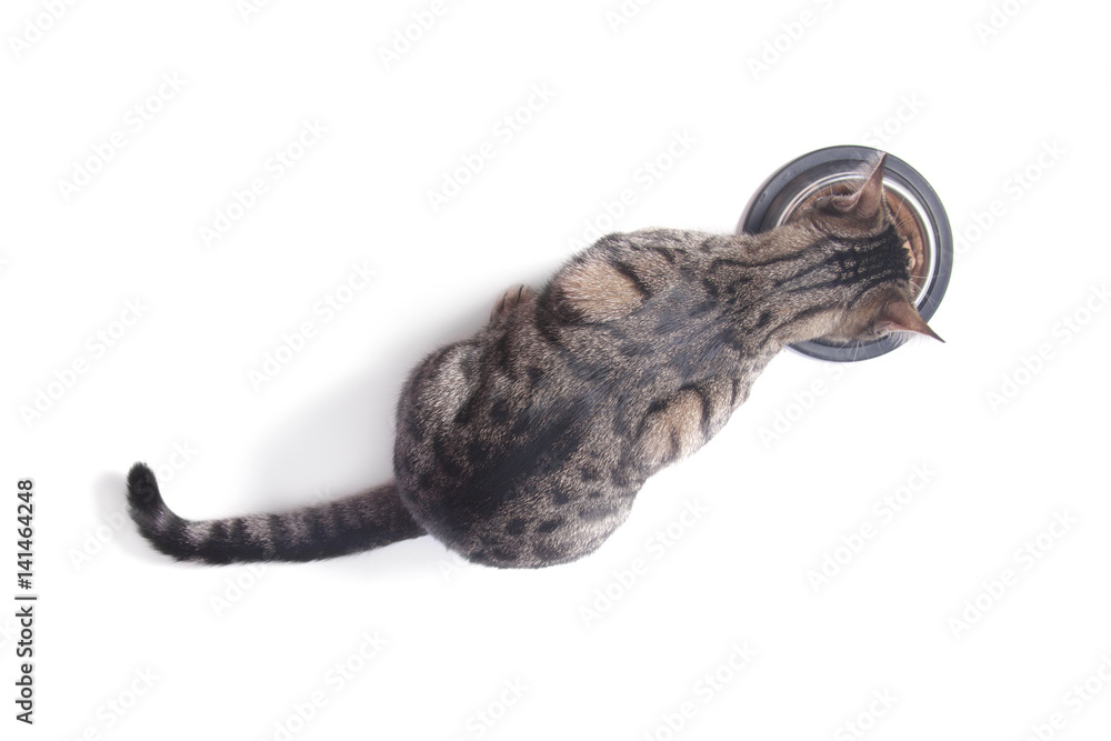 Cat eating food from a bowl. Top view. White background Stock Photo ...