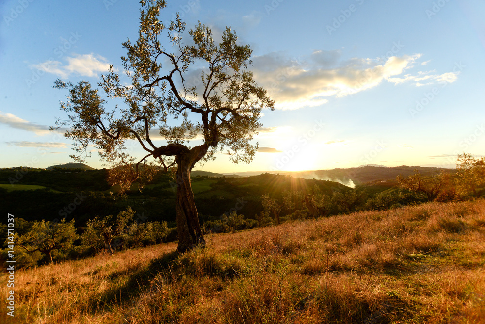 Picture of beautiful orange sunset in olive trees garden, agricultural ...