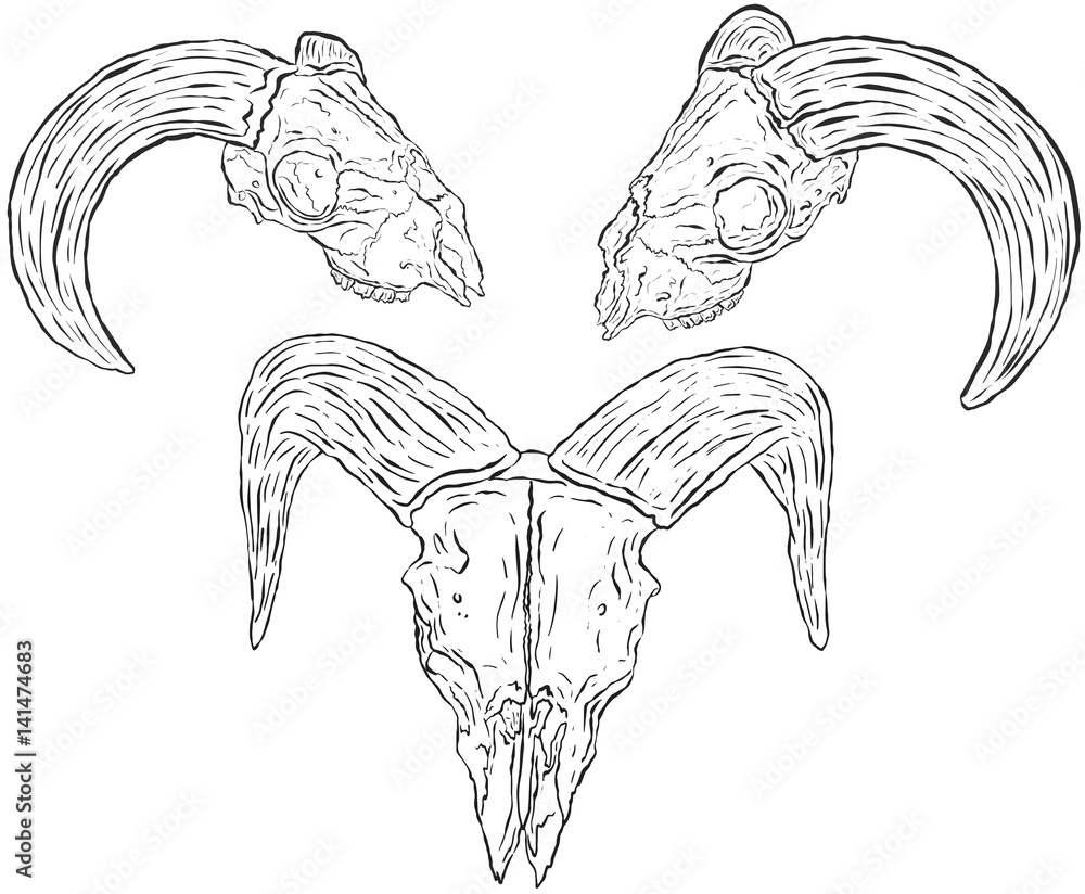 Ram Sheep Skulls Line Art Illustration Vector Stock Vector | Adobe Stock