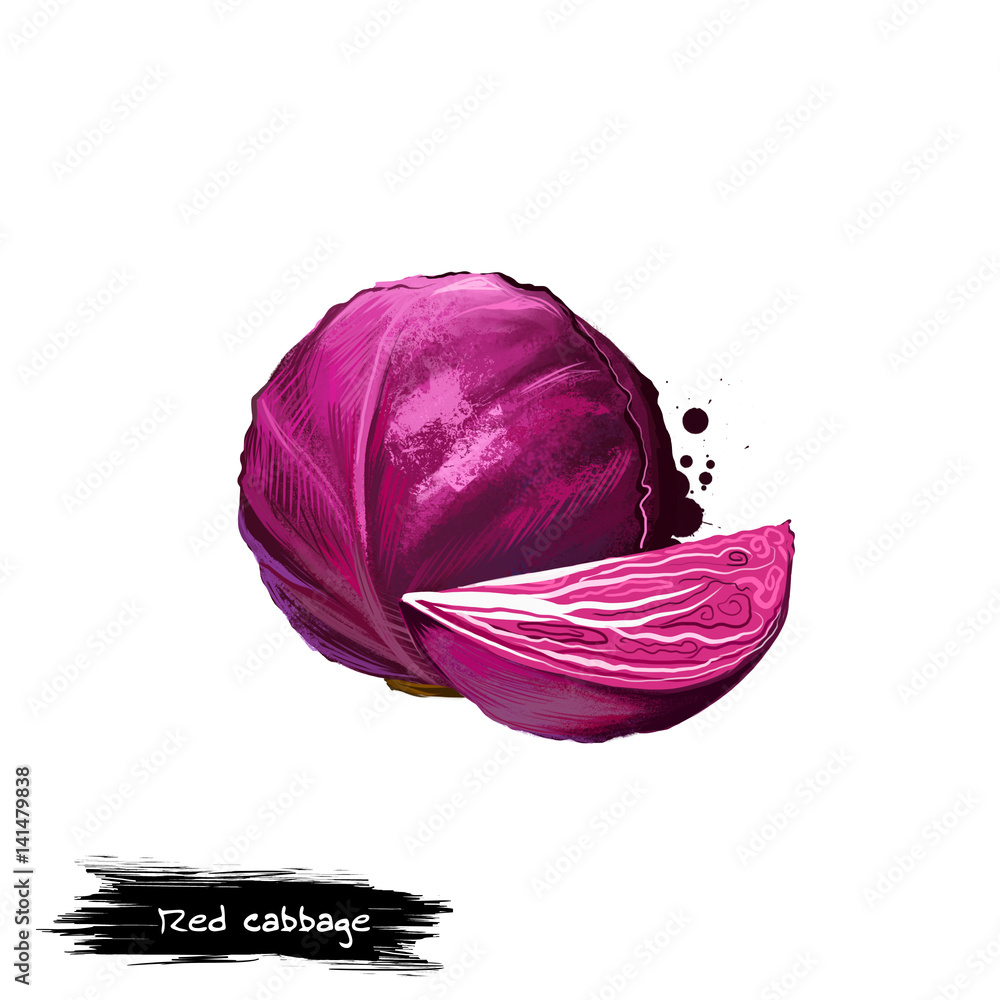 Red Cabbage Clip Art