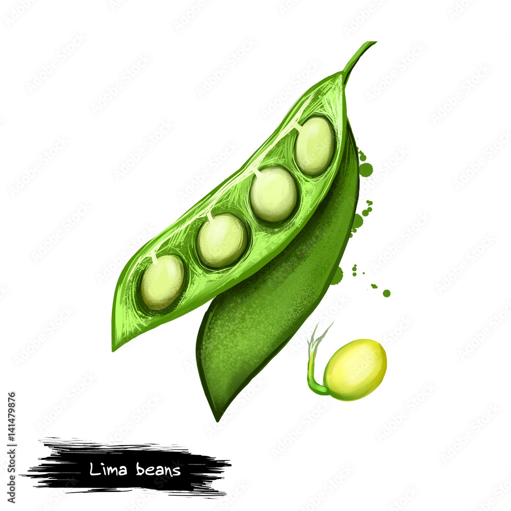 Clipart Of Lima Beans