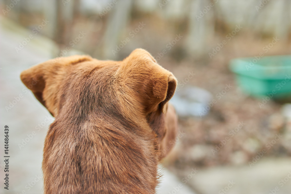 Back of the head dog Stock 写真 | Adobe Stock