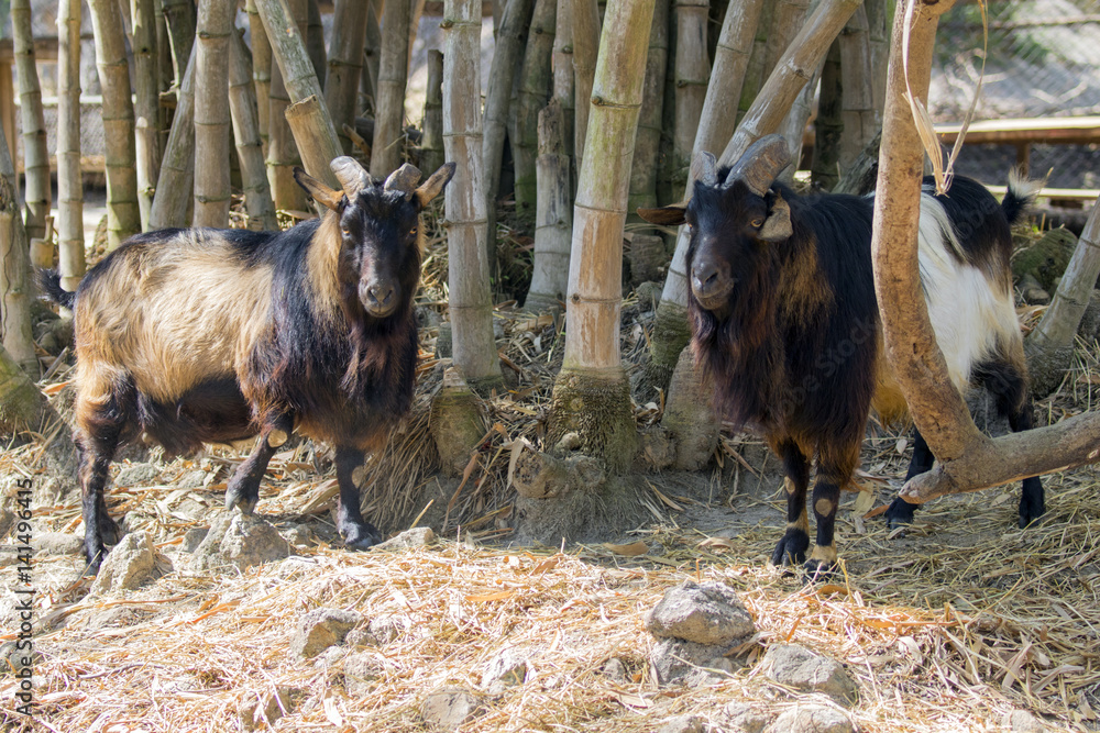 Image of a two goat on nature background. wild animals. Stock Photo ...