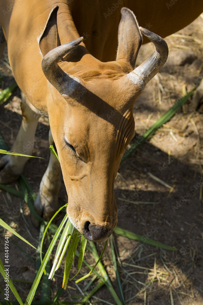 Image of a red bull female eating grass on nature background. Wild ...