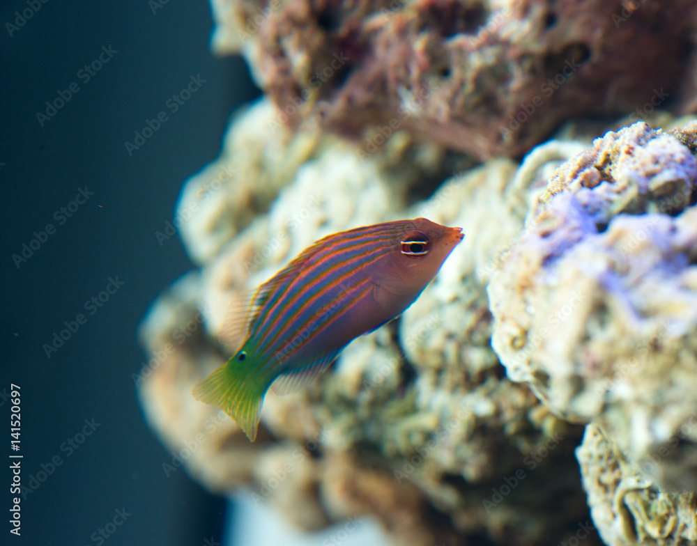 six line wrasse in the coral reef Stock Photo | Adobe Stock