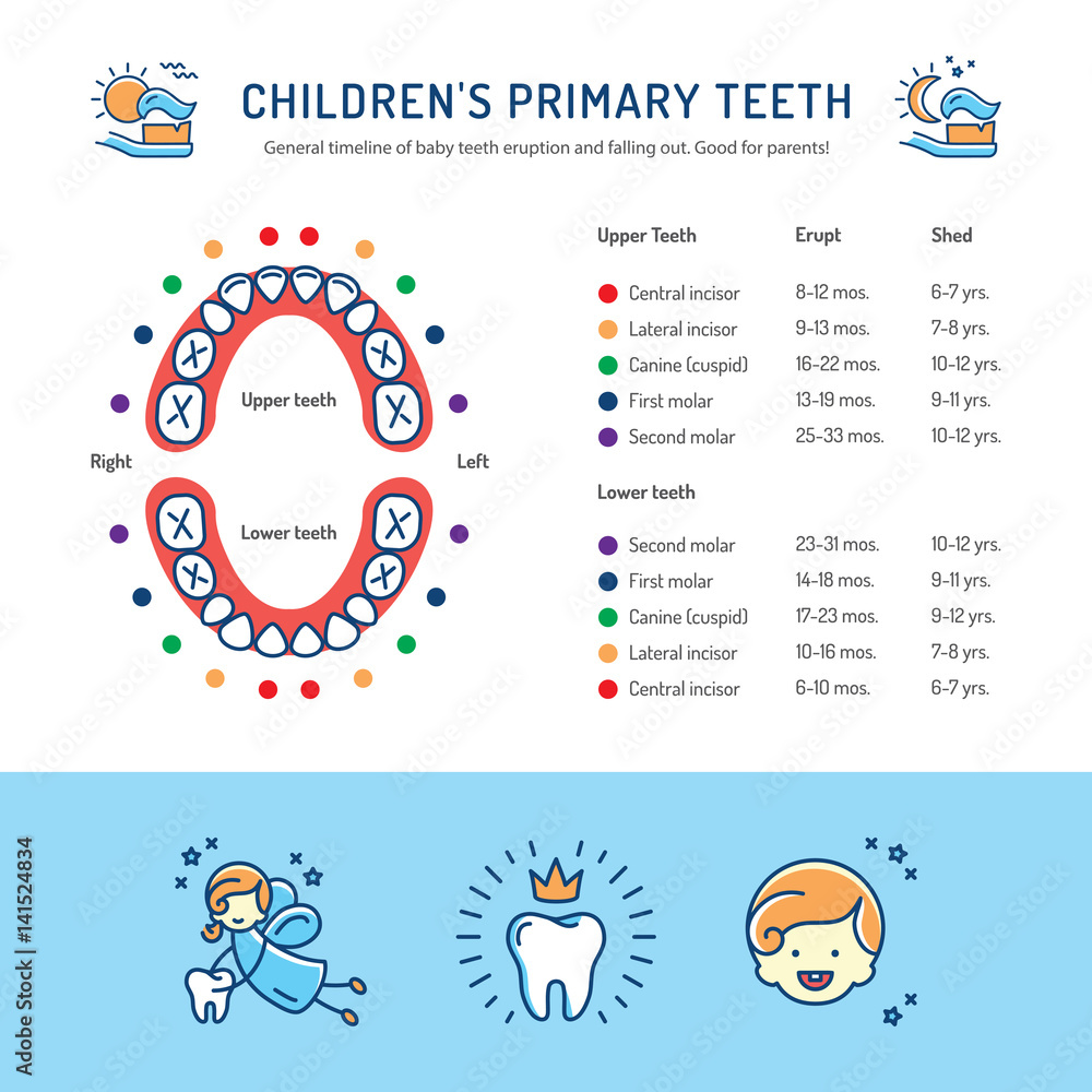 Children's Primary Teeth, Schedule of Baby Teeth Eruption. Сhildren's ...