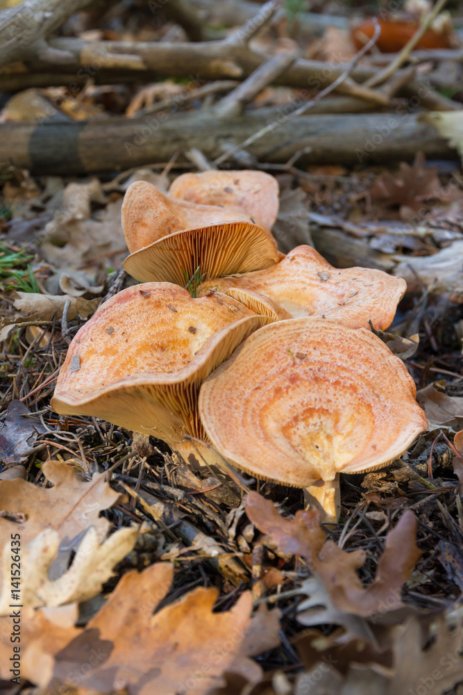 Setas Comestibles Niscalos o Robellones ( Lactarius deliciosus ) Stock ...