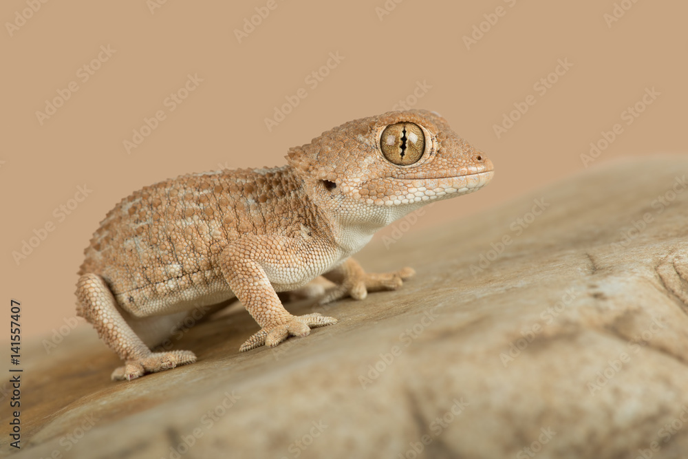 Helmeted Gecko (Tarentola chazaliae)/Helmeted Gecko basking on smooth ...