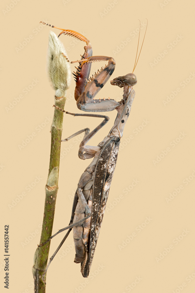 Brown Shield Praying Mantis (Rhombomantis fusca)/Brown Shield Praying ...