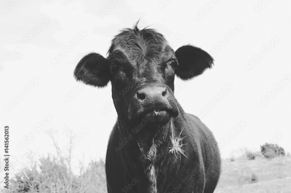Cute cow in black and white vintage feel, great for animal background ...