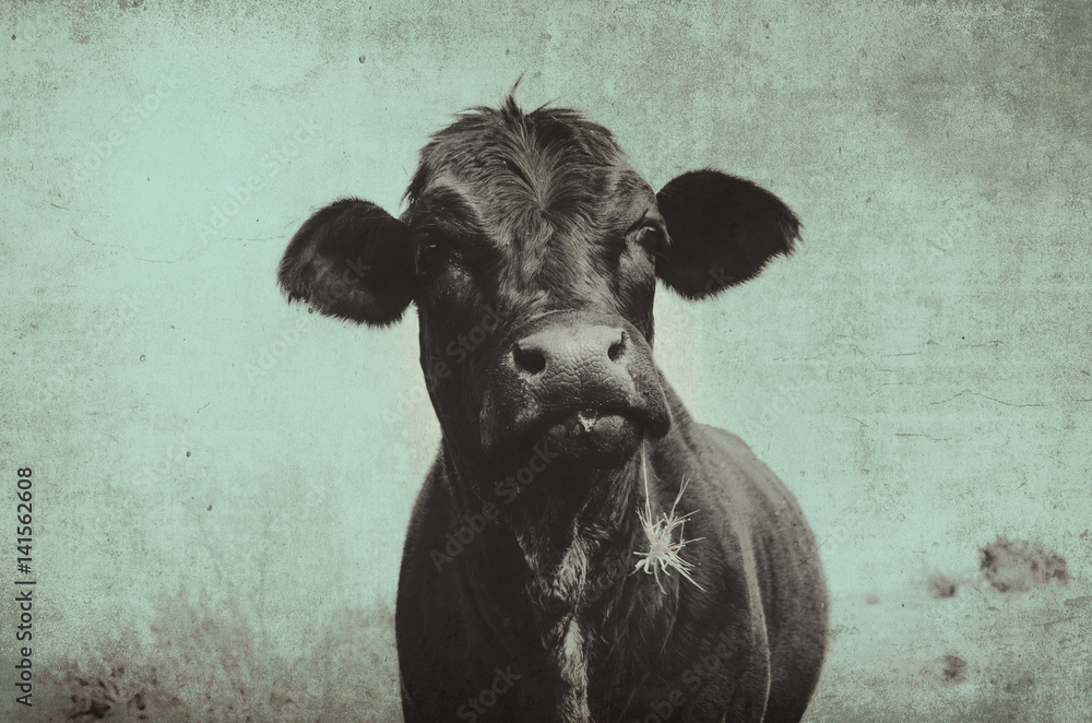 Cute angus cow on farm with vintage grunge effect. Black heifer face ...