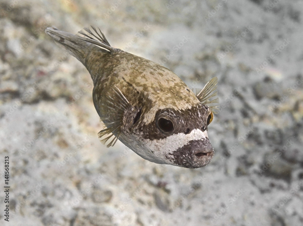 Masked puffer (Arothron diadematus) fish swimming in sea water, Red Sea ...