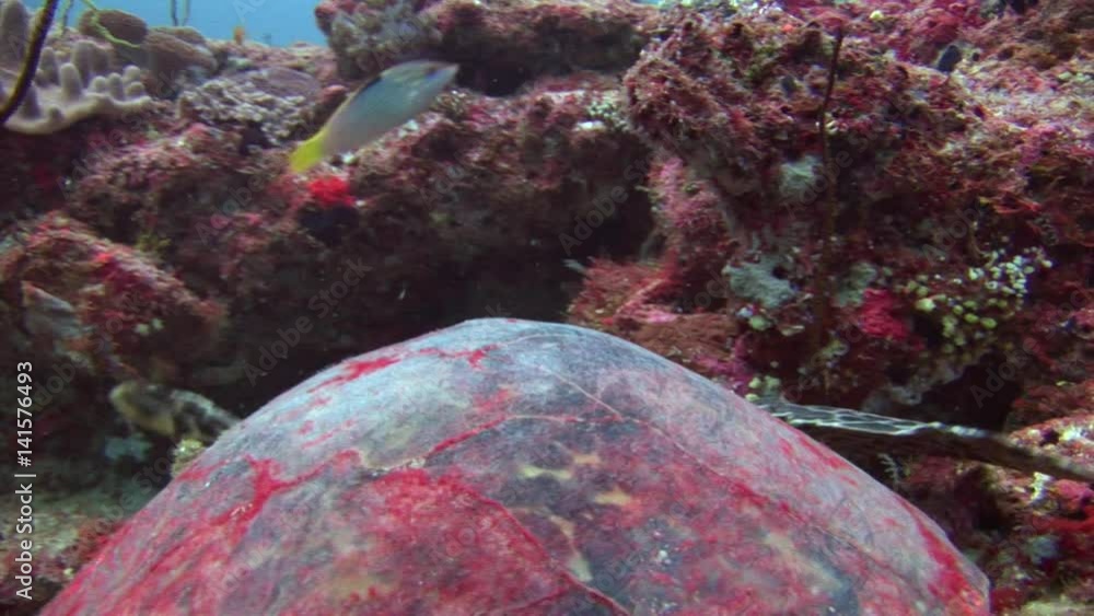 Sea tortoise turtle on background colorful corals underwater in sea of ...